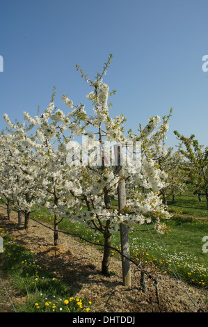 Prunus avium. Sweet cherry regina tree in blossom in an orchard at RHS ...