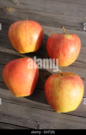 Apple tree (Malus), apple blossom, Pinova variety, Baden-Wuerttemberg ...