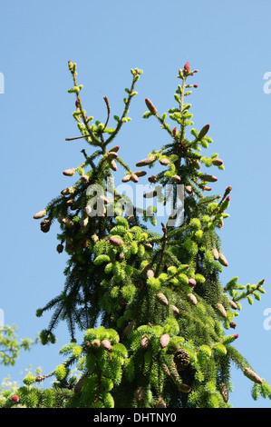 Picea "Acrocona", Spruce cones, Picea abies "Acrocona", Spring, Branch ...