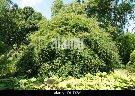 Dwarf Beech, Fagus sylvatica Tortuosa Group or 'Fau de Verzy' (France ...