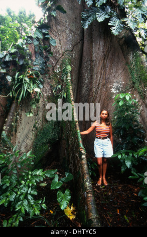 huge tree, amazon rainforest, belem, state of para, amazon region ...
