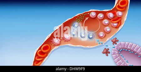 AIDS VIRUS INFECTION, DRAWING Stock Photo - Alamy