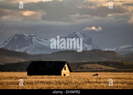 Crop harvest Canada Pincher Creek Rocky Mountains Stock Photo - Alamy