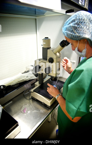 IVF embryo, light micrograph Stock Photo - Alamy