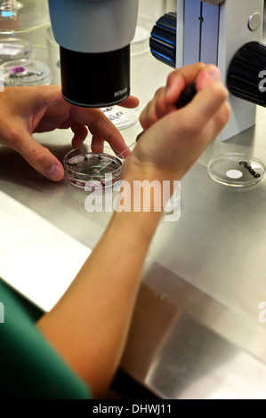 IVF embryo, light micrograph Stock Photo - Alamy