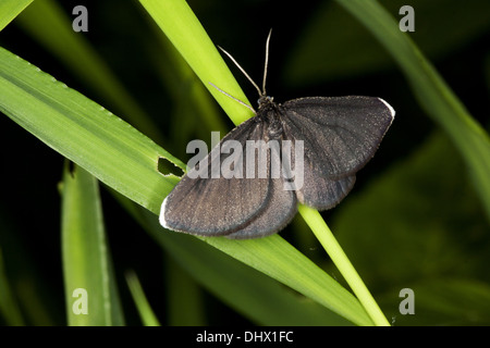 Chimney sweeper, odezia atrata butterfly insect sitting on grass stem ...