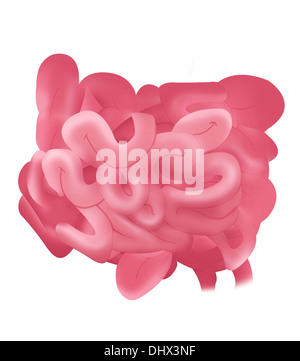 Healthy small intestine artwork Stock Photo - Alamy