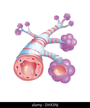 Anatomy of the bronchus and bronchial tubes Stock Photo - Alamy