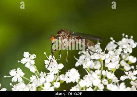 Empis livida, Dagger Fly Stock Photo - Alamy