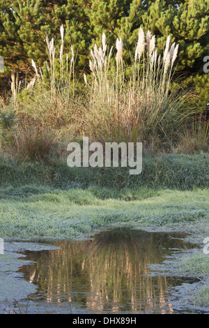 Vertical shot of green ferns in a garden Stock Photo - Alamy
