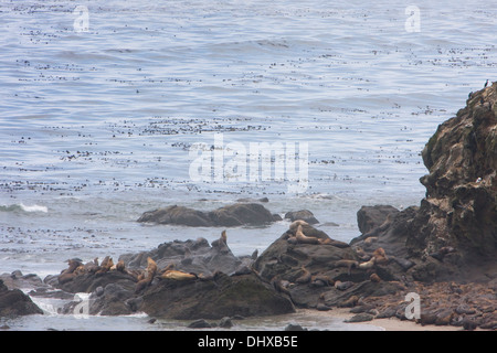 Sea lions lounge on Shell Rock along the Simpson Reef near Cape Arago ...