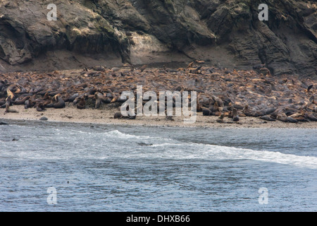 Sea lions lounge on Shell Rock along the Simpson Reef near Cape Arago ...
