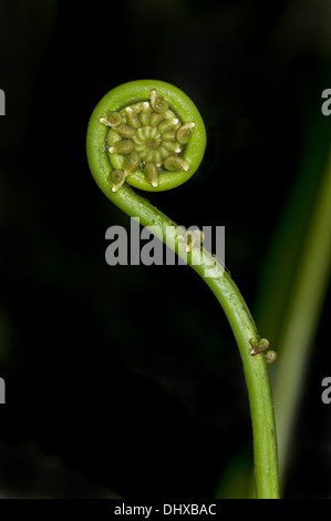 Close-up detail of an unfurling fiddlehead fern, South Island, New ...