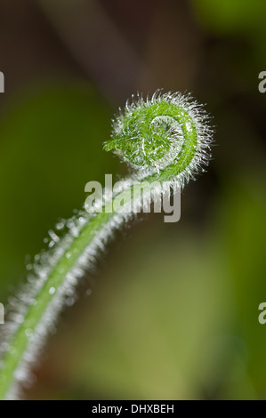 Close-up detail of an unfurling fiddlehead fern, South Island, New ...