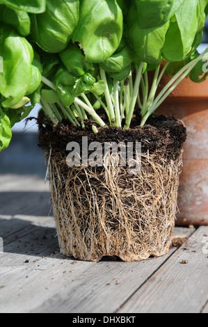 Ocimum basilicum, Basil, Basilikum, seed, close up, seed size 2 mm ...
