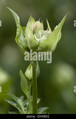 Cirsium oleraceum, Cabbage Thistle Stock Photo - Alamy