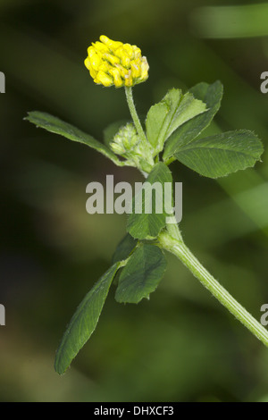 Lesser Hop Trefoil, Trifolium dubium Stock Photo - Alamy
