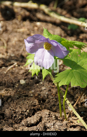 Japanese Wood Poppy (Glaucidium palmatum), blooming Stock Photo - Alamy