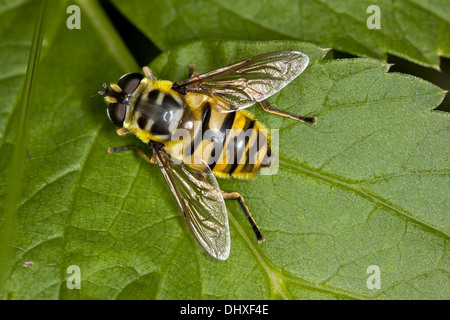 Skull hover fly Stock Photo - Alamy