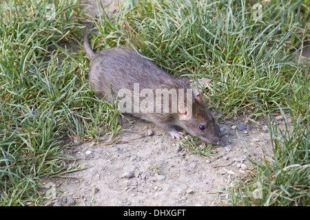 Rattus norvegicus Brown Rat Wanderratte mammal Stock Photo - Alamy