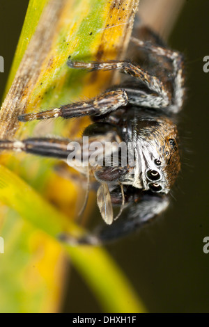 Evarcha - Jumping spider Stock Photo - Alamy
