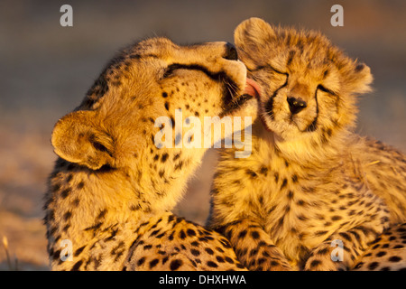 Young cheetah (Acinonyx jubatus) with cheetah moth Stock Photo - Alamy