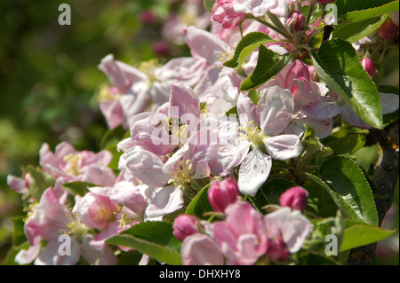 bee on apple-tree's flower Stock Photo - Alamy