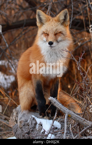Red fox (Vulpes vulpes) sleeping on woodpile / pile of firewood at edge ...