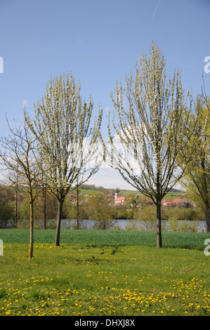 Pyrus communis Beech Hill, Fastigiate Pear Tree Stock Photo - Alamy