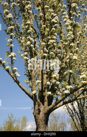 Pyrus communis Beech Hill, Fastigiate Pear Tree Stock Photo - Alamy