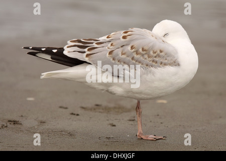 Black billed gull Stock Photo - Alamy