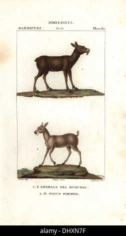 Siberian musk deer, Moschus moschiferus (vulnerable), and dwarf musk ...