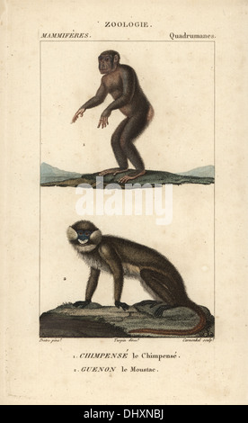 Moustached guenon or moustached monkey, Cercopithecus cephus. Moustac ...