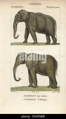 Indian elephant, Elephas maximus indicus (endangered), and African ...