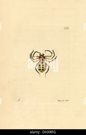 Golden spider, Aranea nobilis, Sumatra. Illustration drawn by George ...