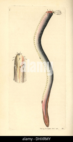 hagfish (Myxine glutinosa Stock Photo: 13596751 - Alamy