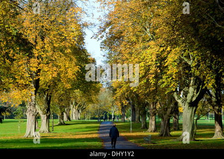 Avenue of Horse Chestnut trees, Llandaff Fields, Cardiff, Wales Stock ...