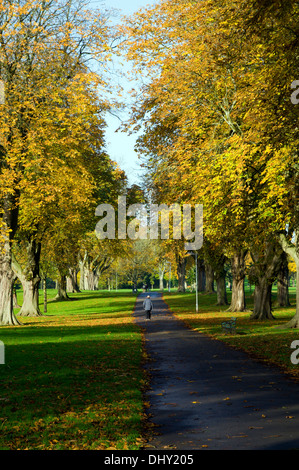 Avenue of Horse Chestnut trees, Llandaff Fields, Cardiff, Wales Stock ...