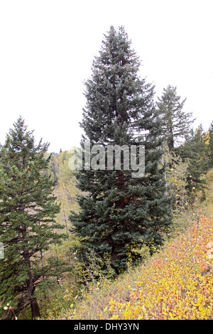 Engelmann spruce (Picea engelmannii) cone, Olallie Lake Scenic Area ...
