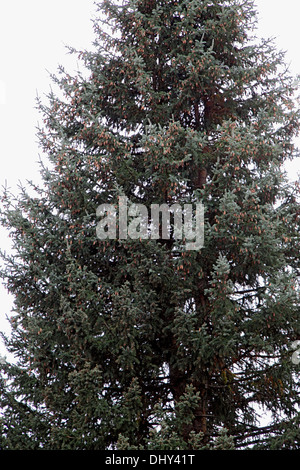 Engelmann Spruce (Picea engelmannii) cones on a tree in Beartooth ...