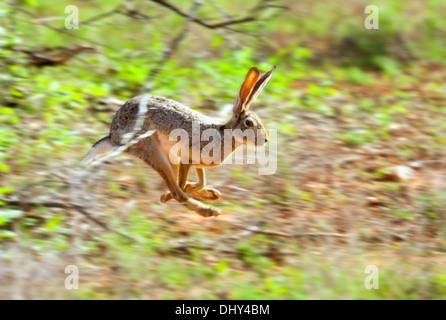 African savanna hare (Lepus microtis), Samburu National Reserve, Kenya ...