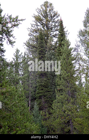 Subalpine Firs, Abies lasiocarpa, in a subalpine meadow near the ...