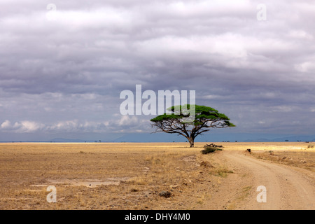 Kenya, Amboseli National Park, lonely Grant's zebra (Equus burchelli ...