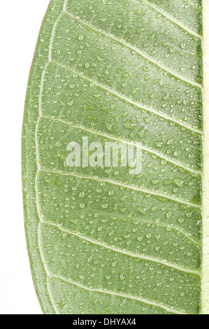 Full-frame background of vibrant green Melissa officinalis leaves ...