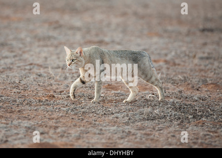 African Wildcat (felis sylvestris lybica) stalking a prey in the ...