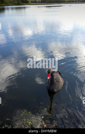 Lone Black Swan (Cygnus atratus) looking back while swimming away at ...