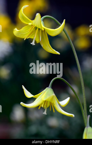 erythronium pagoda, fawn lily, dogstooth violet, spring, yellow ...