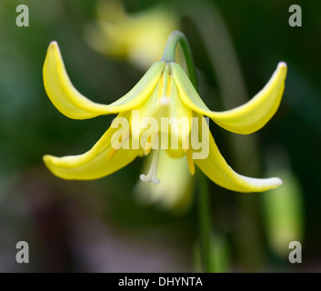 erythronium pagoda, fawn lily, dogstooth violet, spring, yellow ...