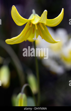 erythronium pagoda fawn lily dogstooth violet spring yellow flowers ...