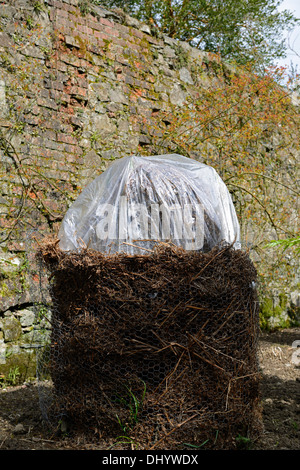 musa basjoo winter cover covered protect protected tender tropical ...